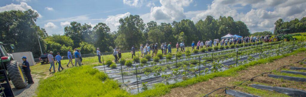 Climate-Smart Field Day Draws Southeast Growers | CAES News